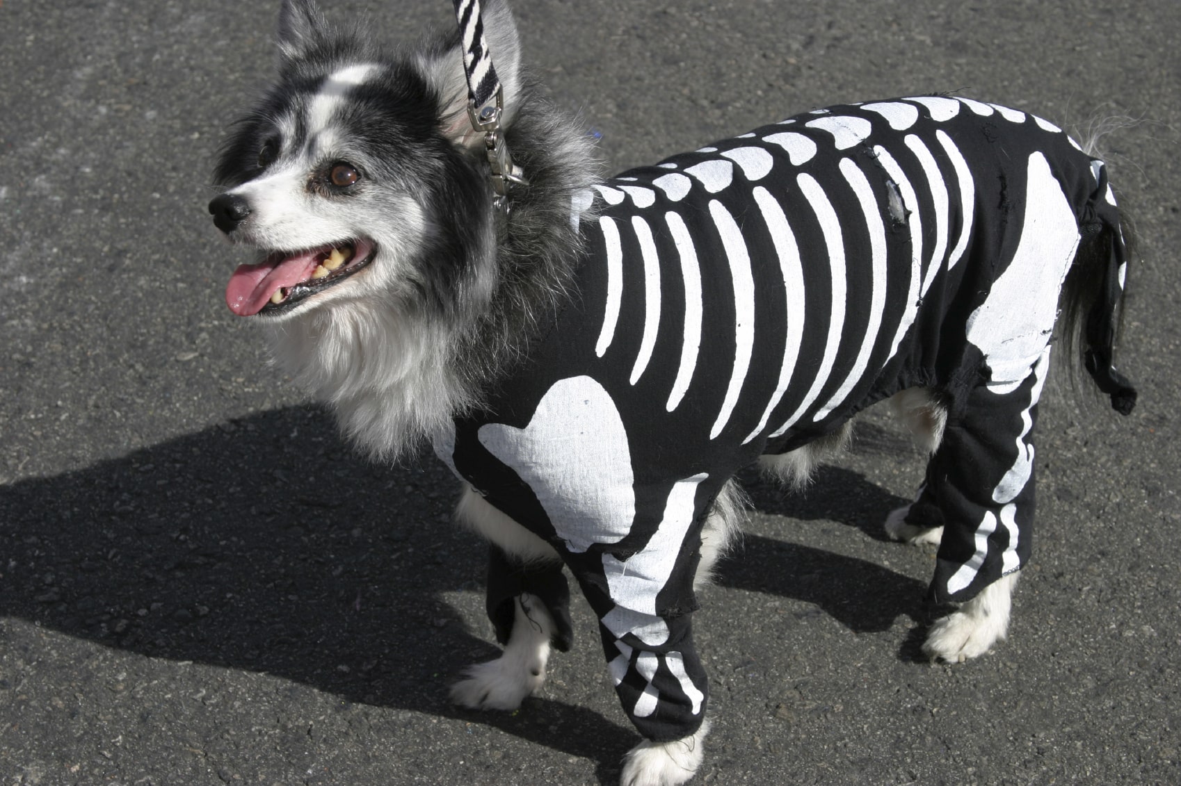 Top 5 Adorable Pet Costumes This Year s Halloween