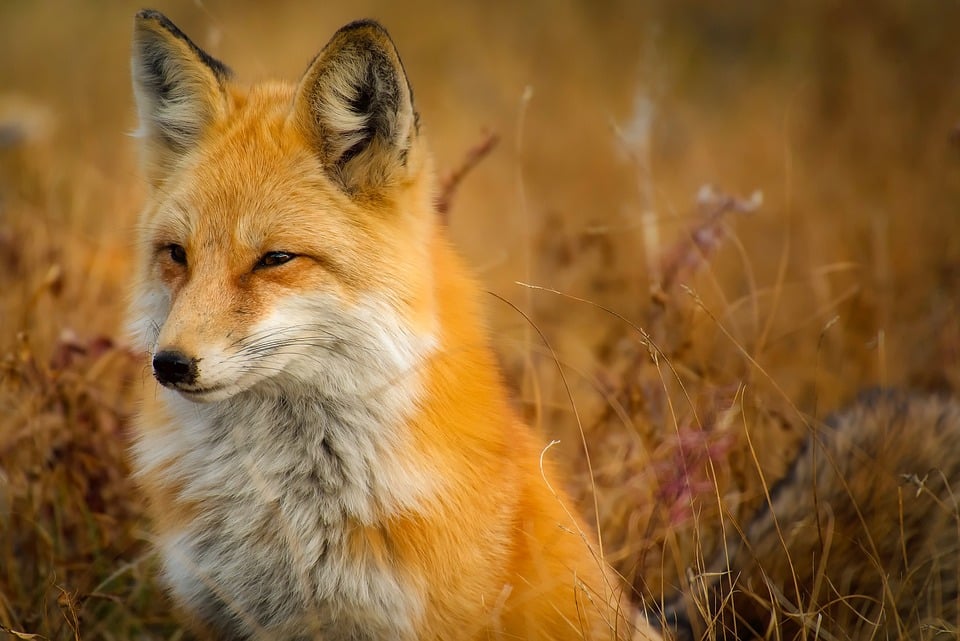 Some Tips for Photographing Animals in the Wild - Social News Daily