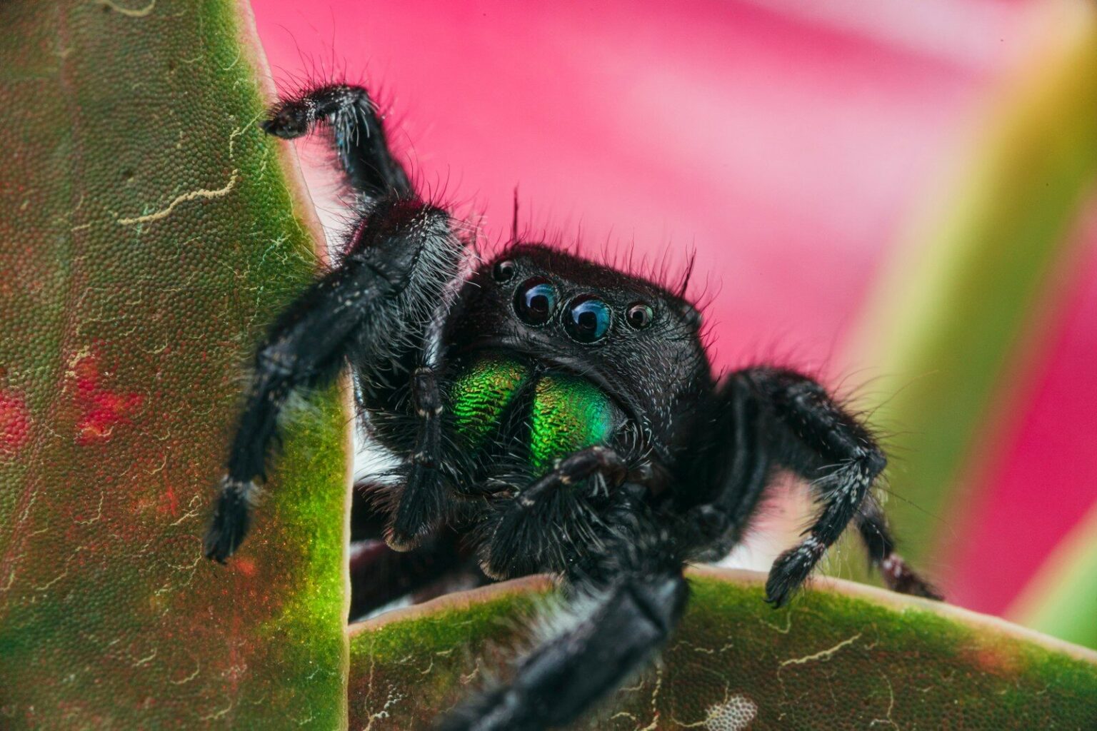 What Does the Jumping Spider Eat? Diet, Hunting Behavior, and Feeding ...